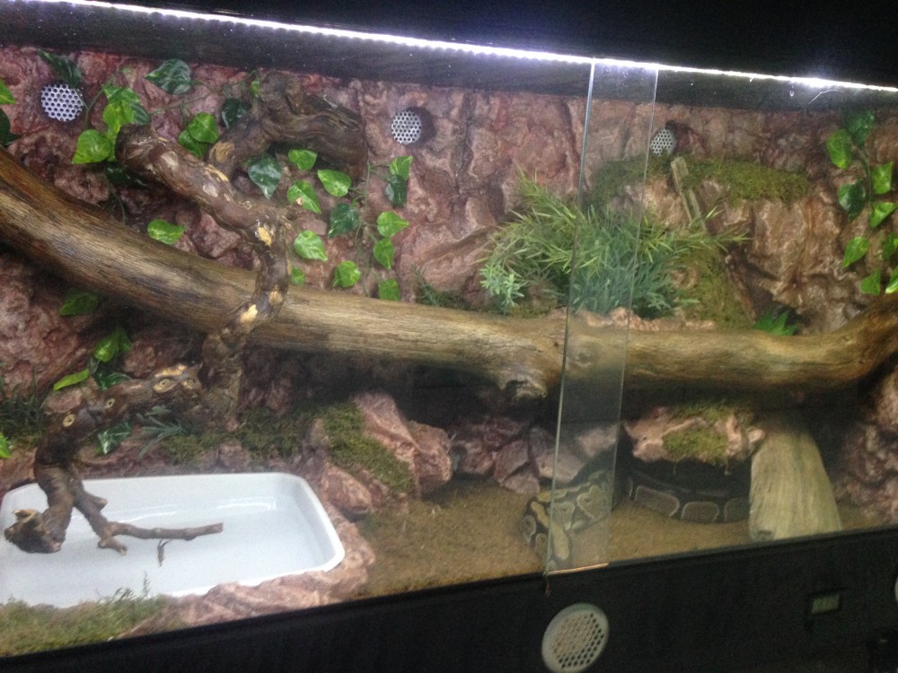 Myssa : Python regius Classique